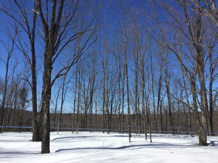 History of the Company: CDL Maple Sugaring Equipment : Les équipements ...