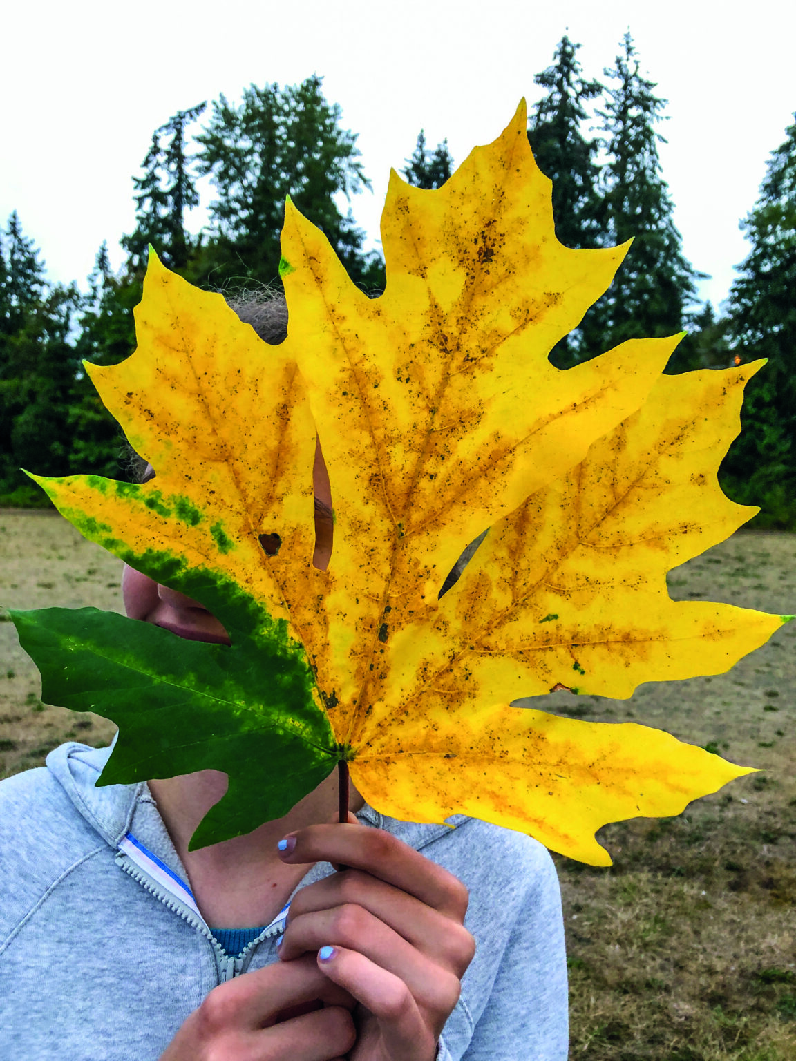 A New Era for Maple Syrup: The Rise of Bigleaf Maple - Les équipements ...