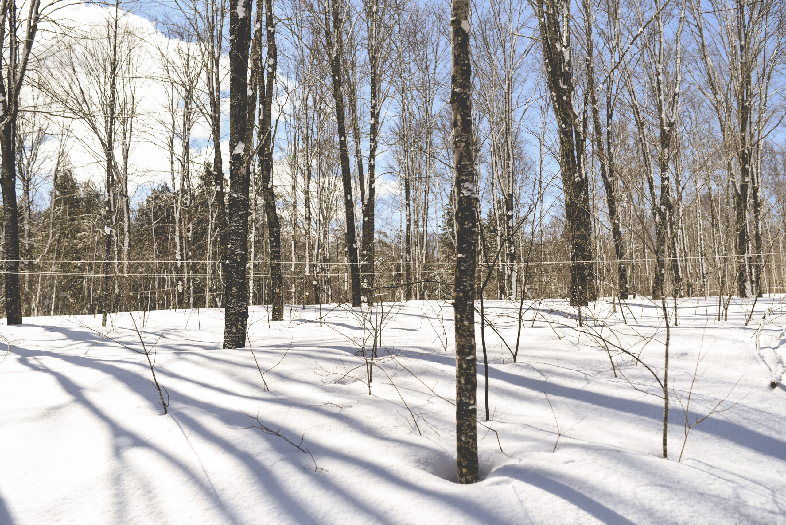 Securing the Future of Sugar Bushes: 5 Key Principles to Know - Les ...